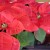 Celebrating the Holidays | Another Day in Paradise